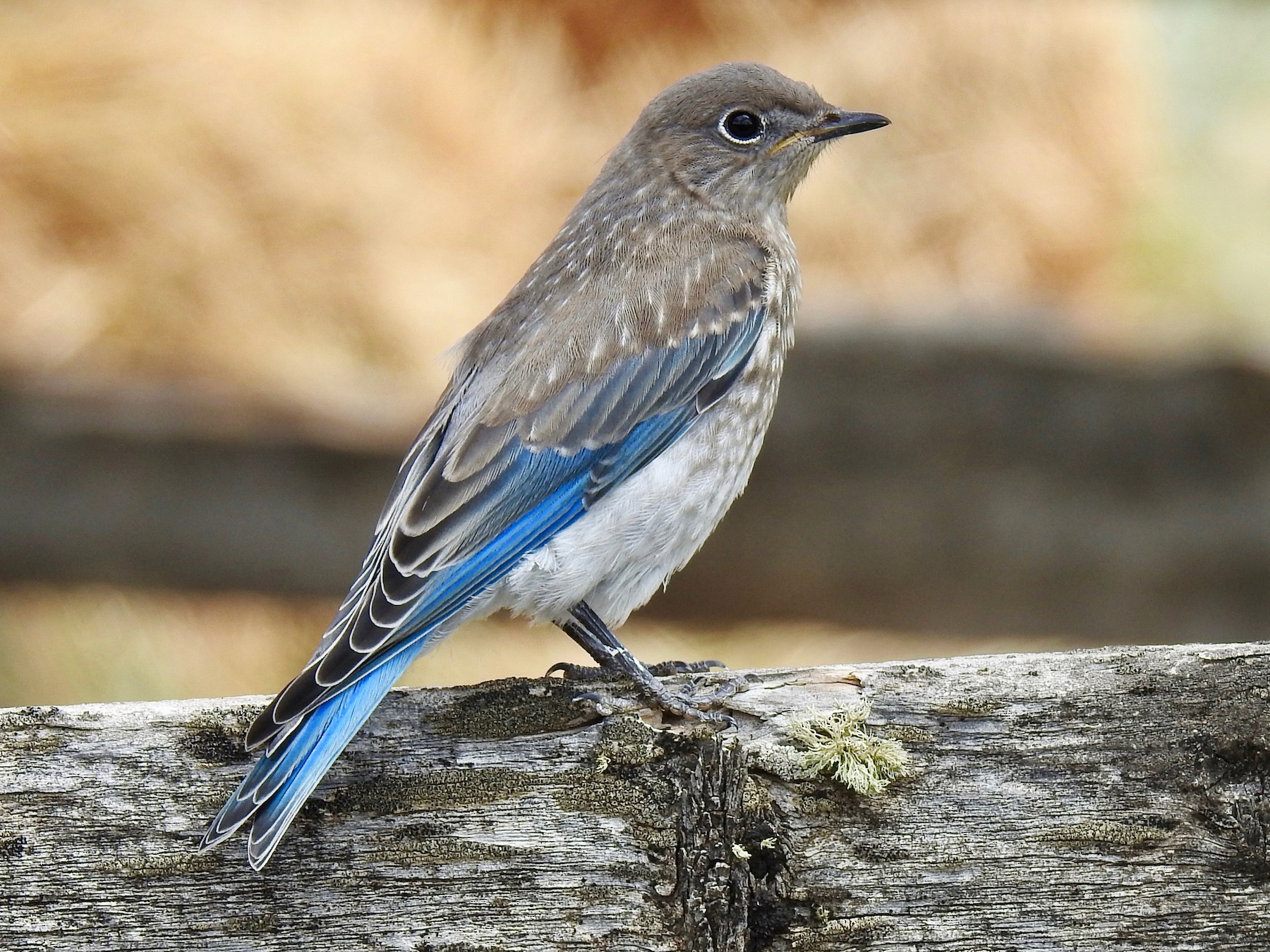 Mountain Bluebird - eBird