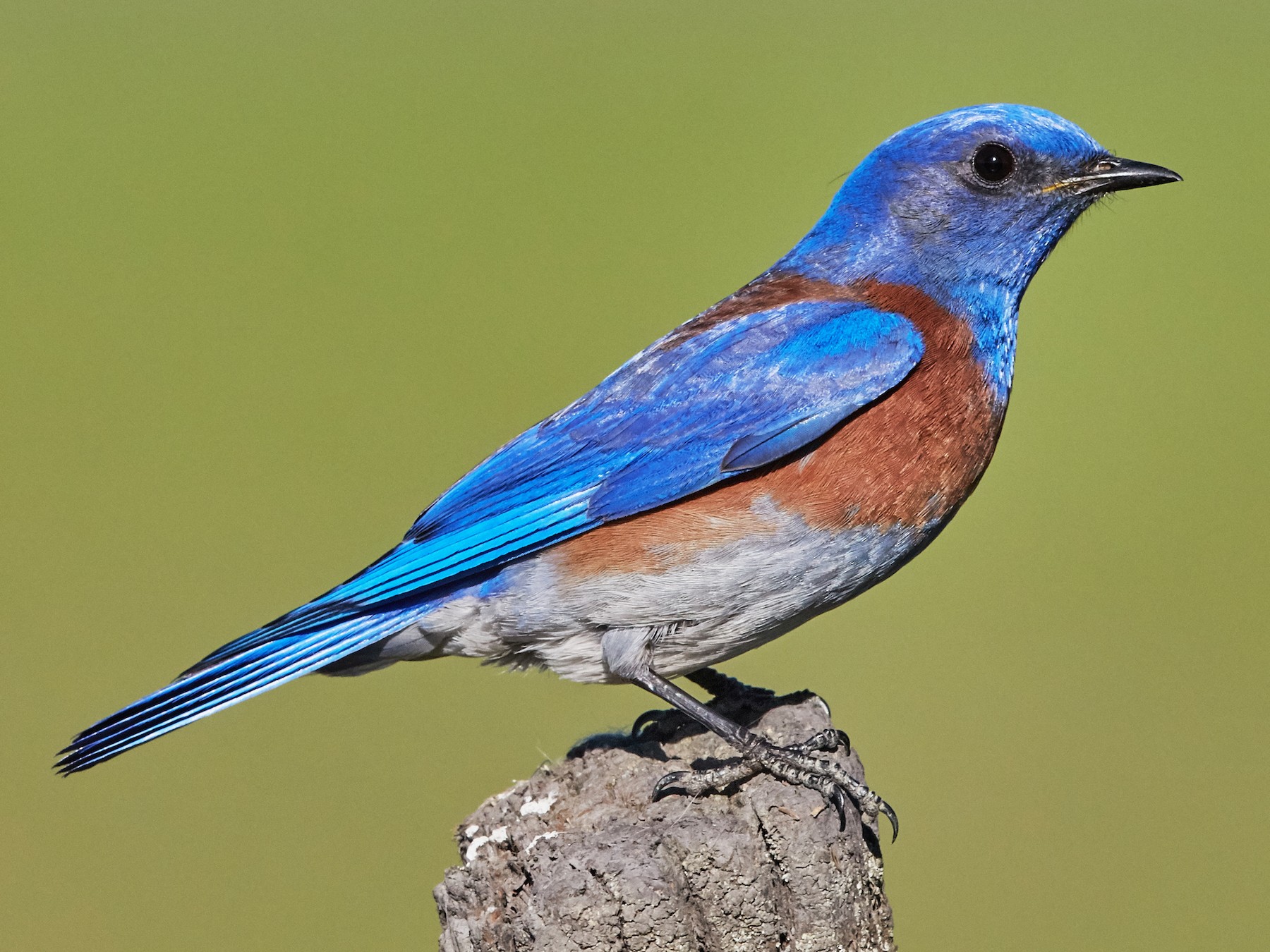 Juvenile Western Bluebird