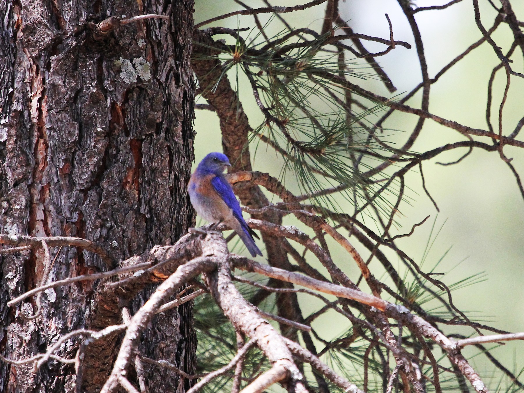 Azulejo Garganta Azul - eBird