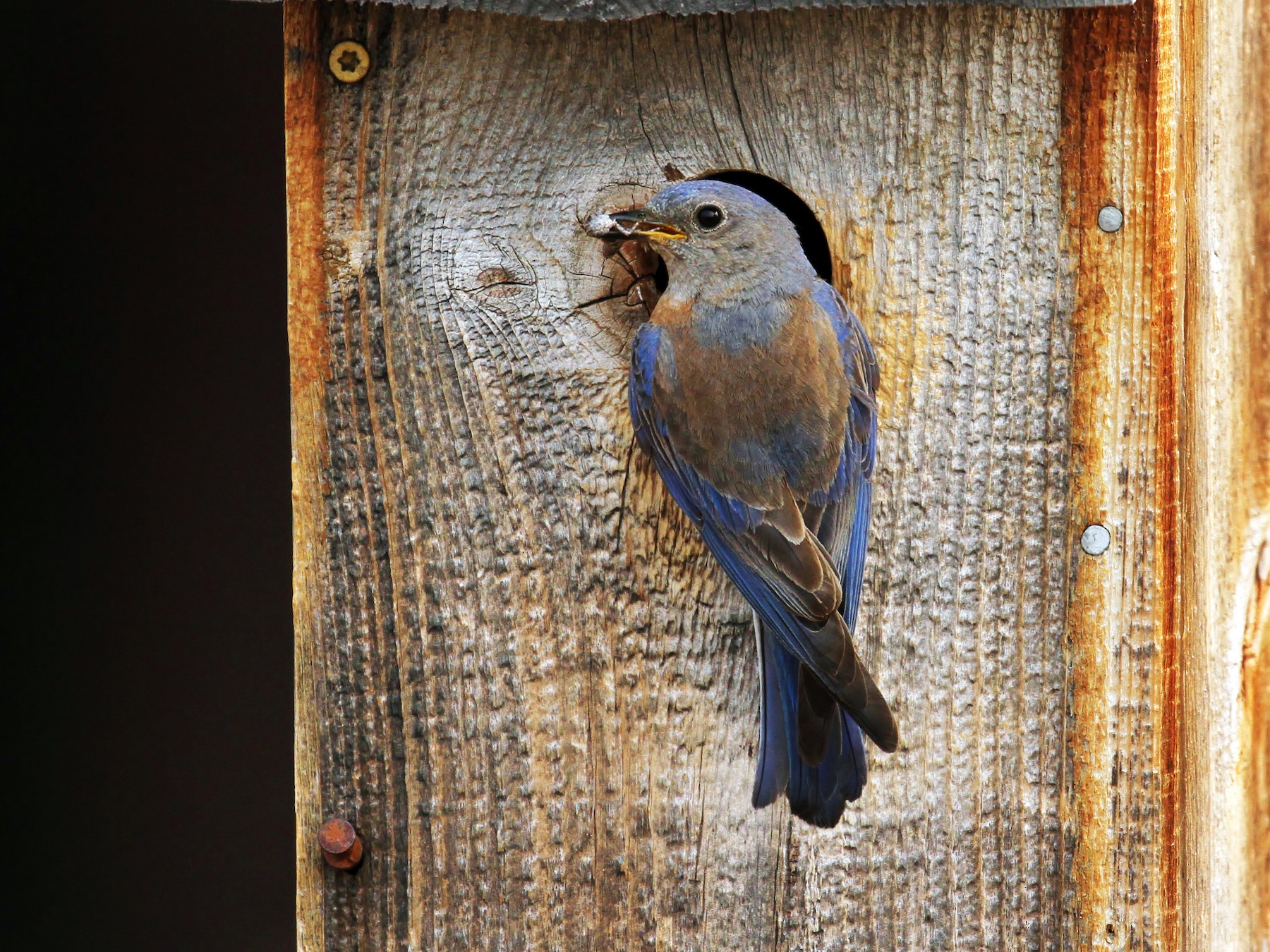 Female Western Bluebird