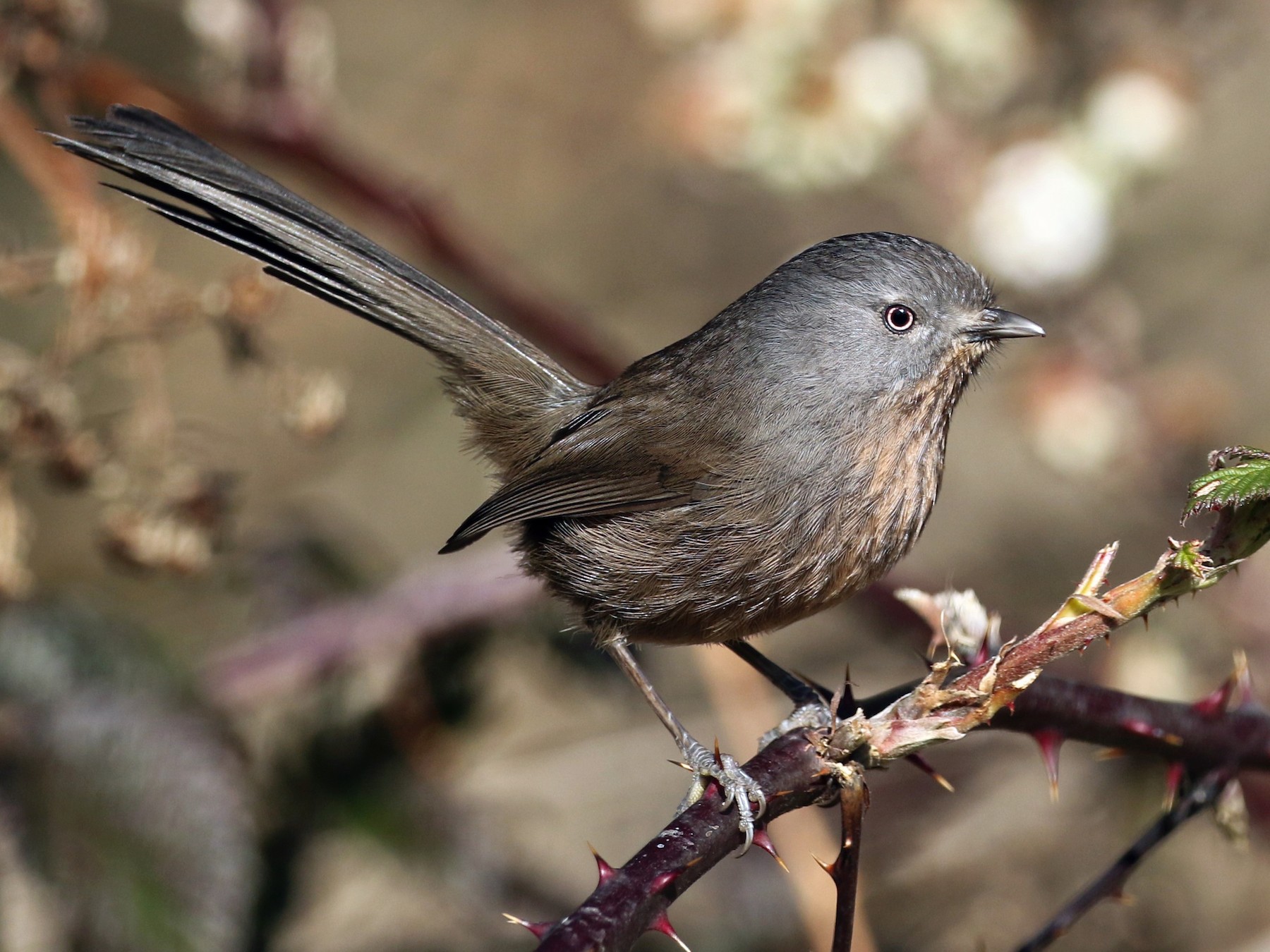 Wrentit - eBird