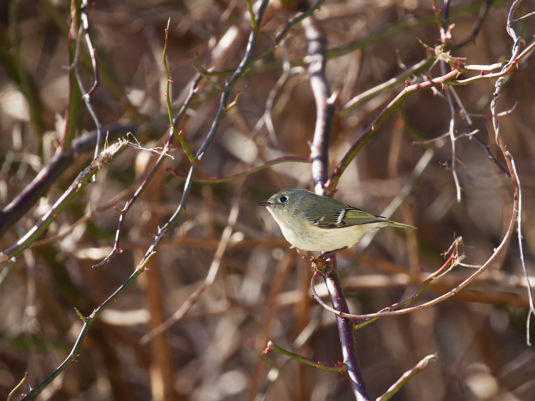 Ruby-crowned Kinglet - eBird