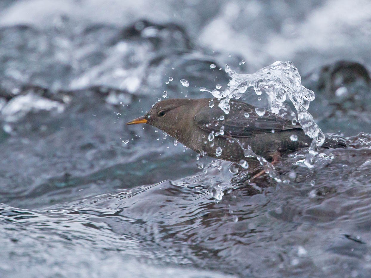 American Dipper - eBird
