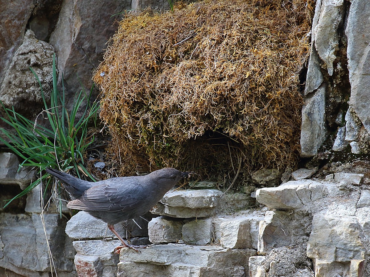 American Dipper - eBird