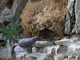 American Dipper - eBird