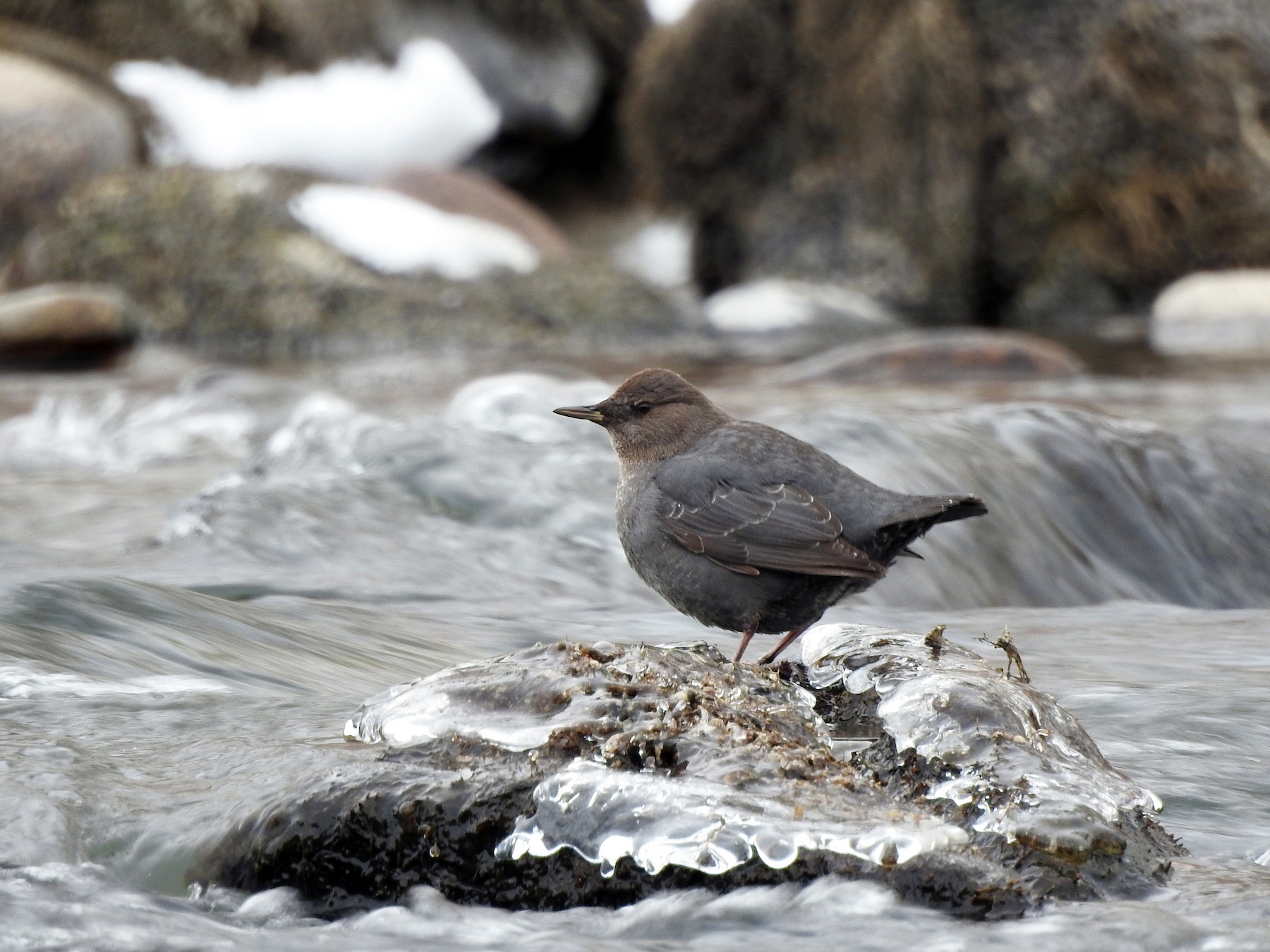 Mirlo Acuático Norteamericano - eBird