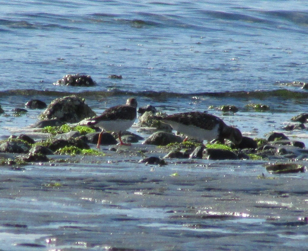 eBird Checklist - 31 Aug 2017 - Comox--Goose Spit Park - 14 species (+1 ...
