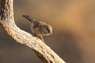 Southern Gray-headed Sparrow - Passer diffusus - Birds of the World
