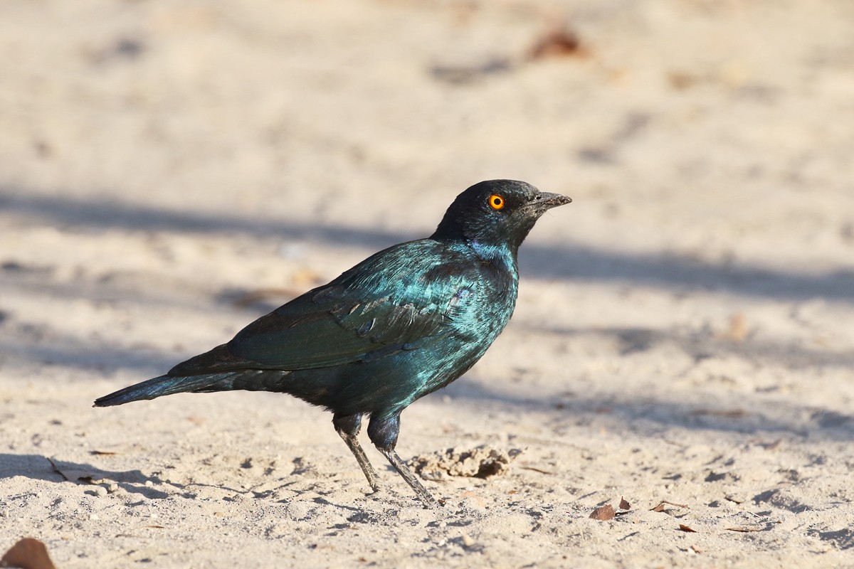 Cape Starling - Lamprotornis nitens - Birds of the World