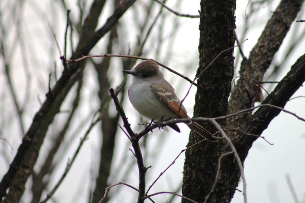 eBird Checklist - 8 Jan 2016 - Chattanooga Riverwalk-Rowing Center - 23 ...