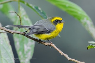 Yellow-bellied Fairy-Fantail - Chelidorhynx hypoxanthus - Birds of the ...