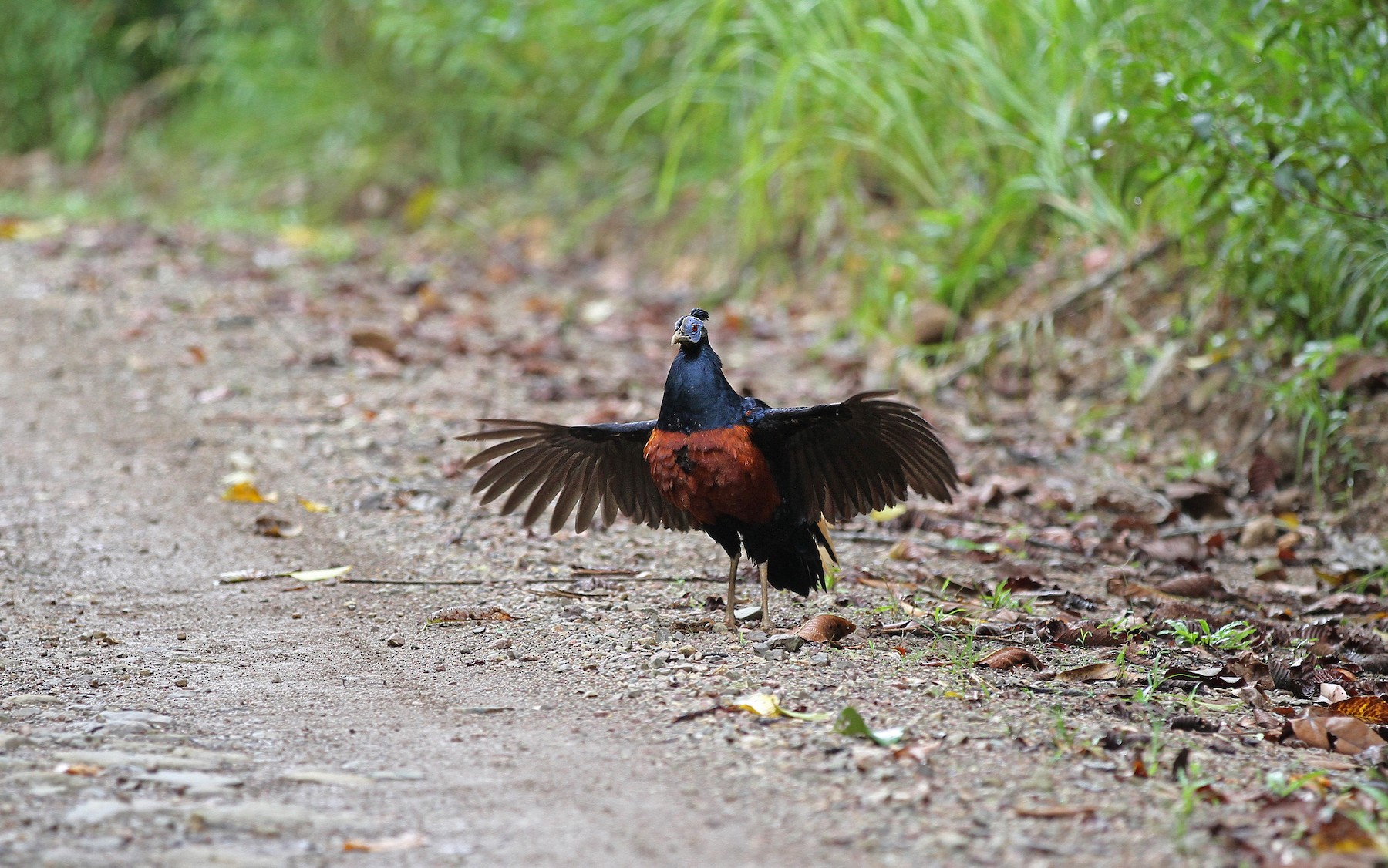 Crested Fireback (Bornean) - eBird