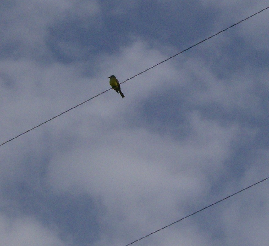 eBird Checklist - 9 Oct 2011 - Manila - 5 species