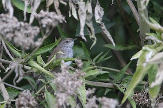 Javan Bush Warbler - Locustella montis - Birds of the World