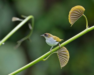 Cream-throated White-eye - Zosterops atriceps - Birds of the World