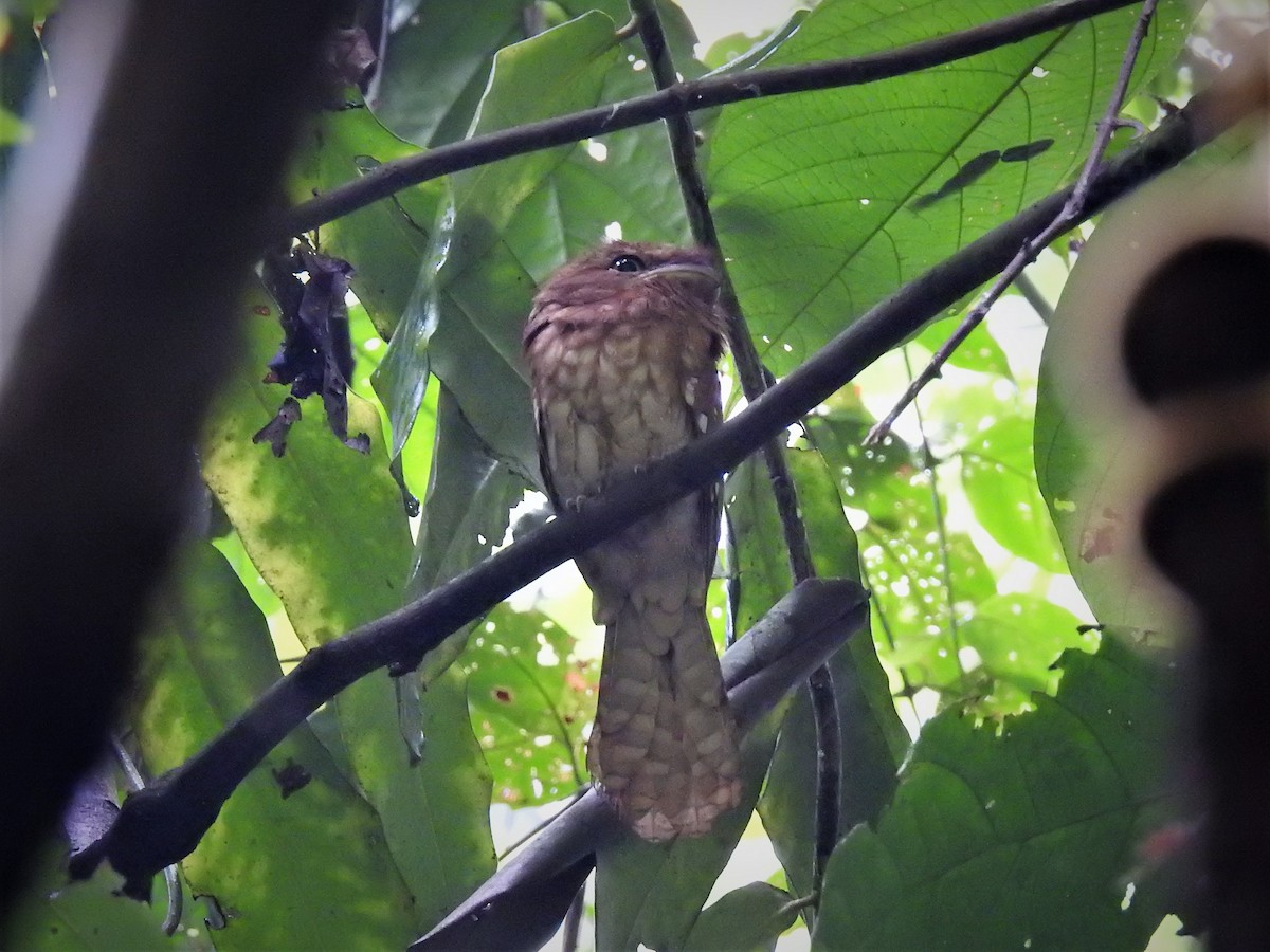 Gould's Frogmouth - Batrachostomus stellatus - Birds of the World