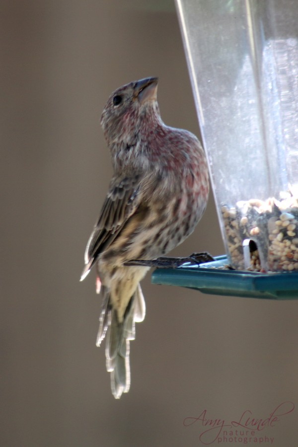Haemorhous sp. - eBird