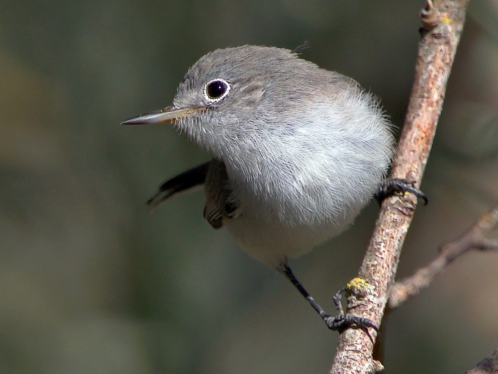 Blue-gray Gnatcatcher - eBird