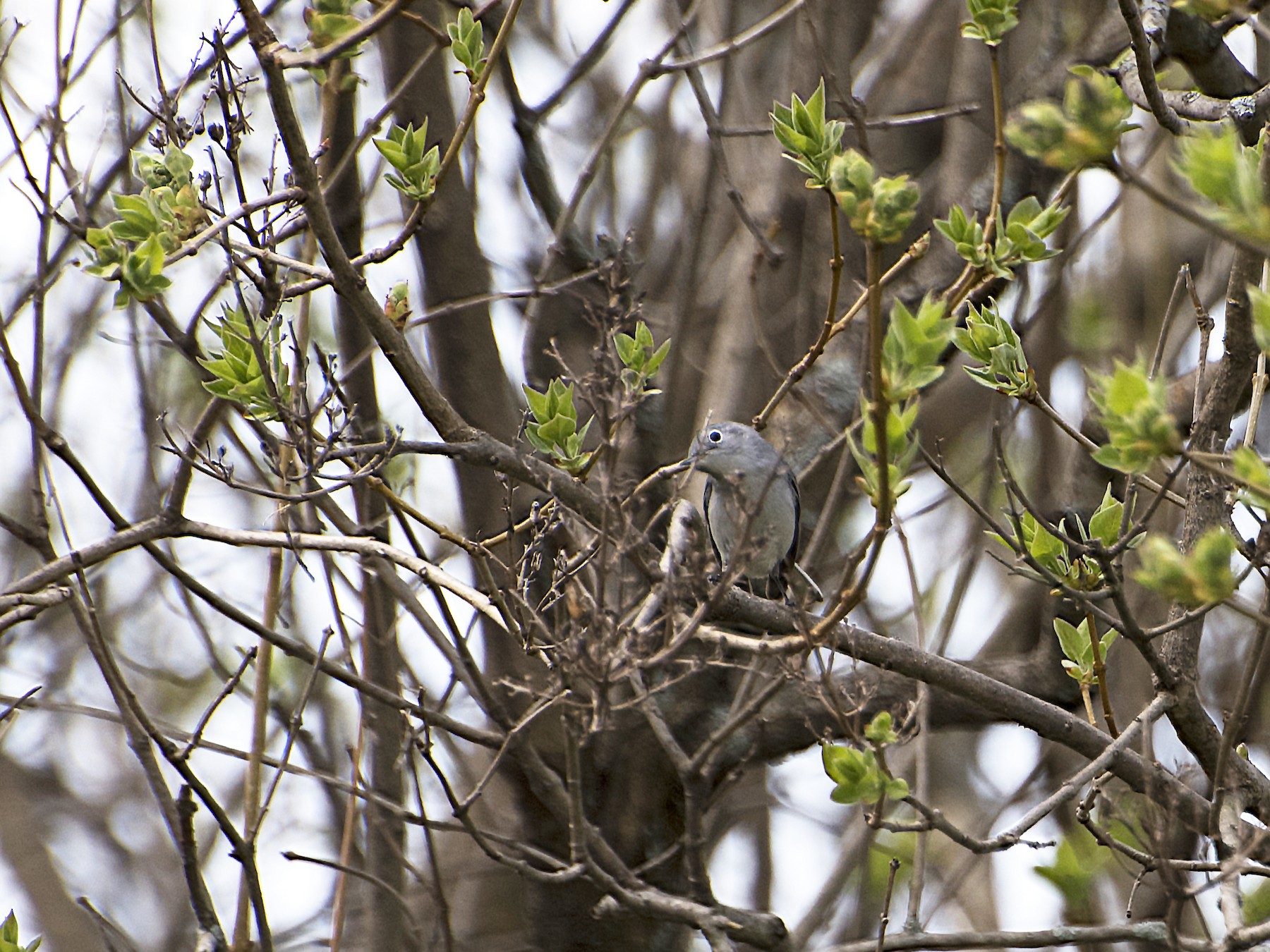 Perlita Azulgris - eBird