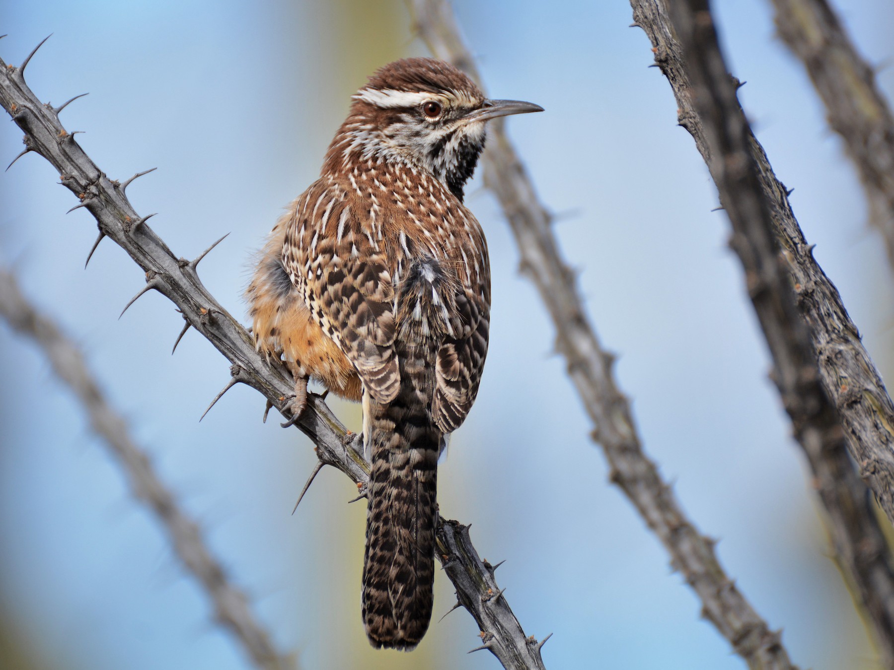 Cactus Wren - eBird