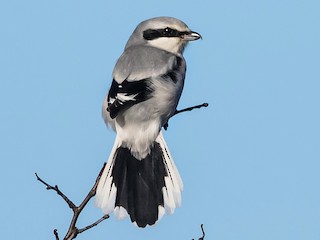 Pie-grièche grise - eBird