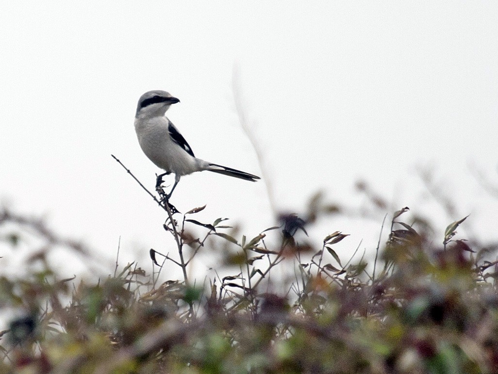 Great Gray Shrike - eBird