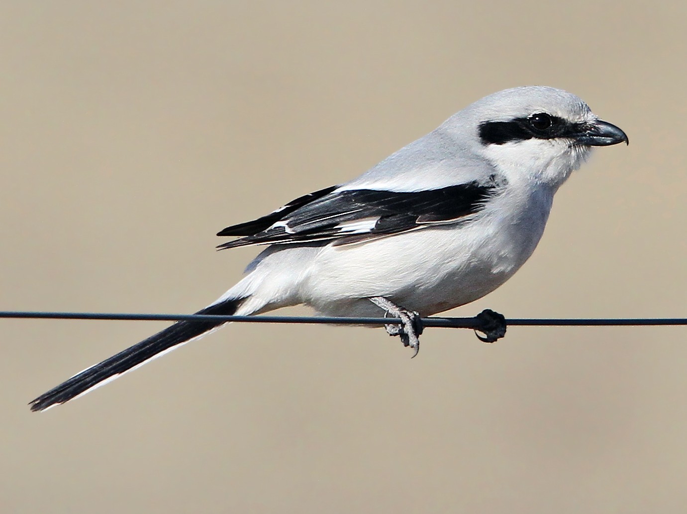 Great Gray Shrike - eBird