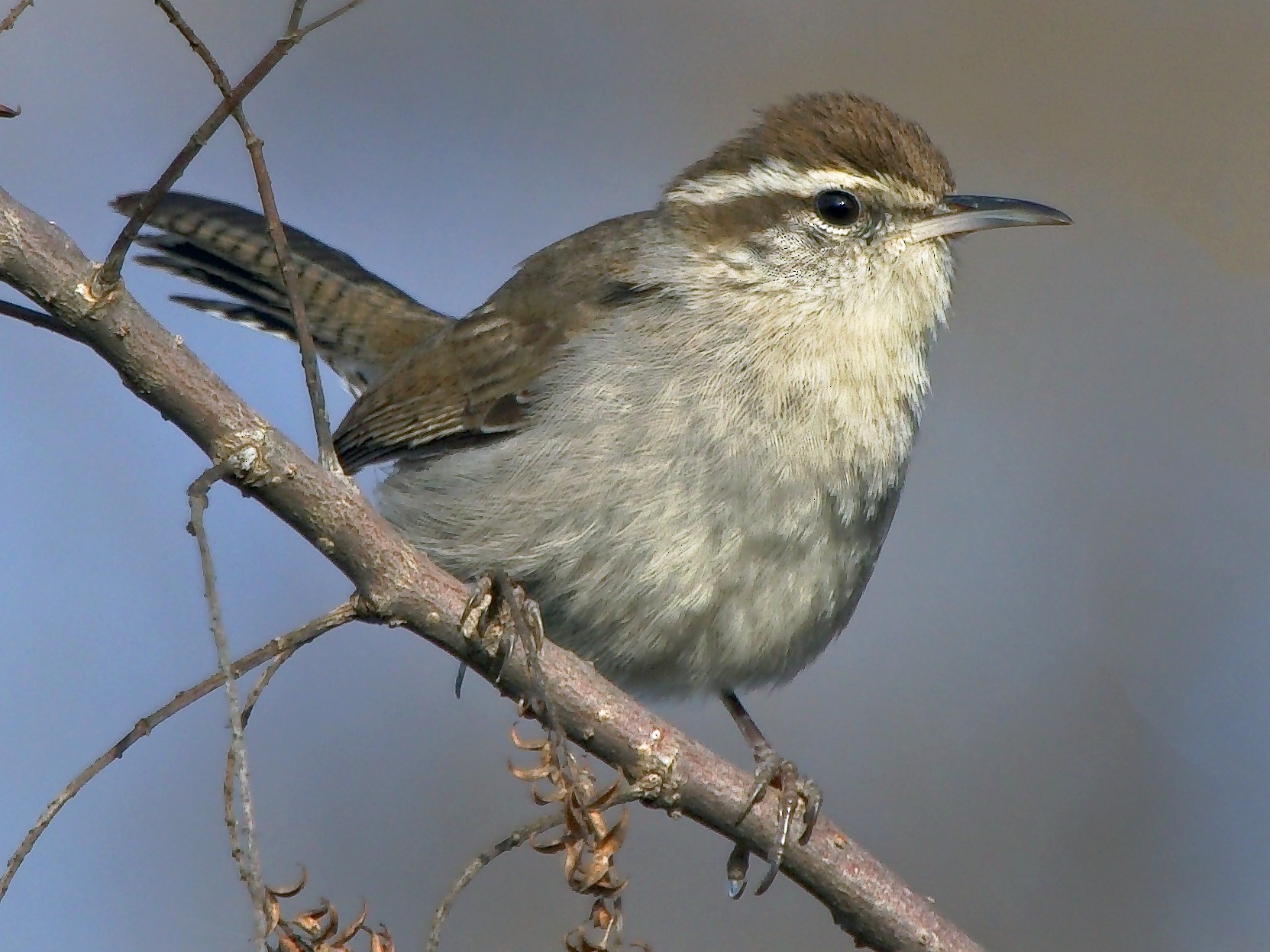 Bewick's Wren - eBird