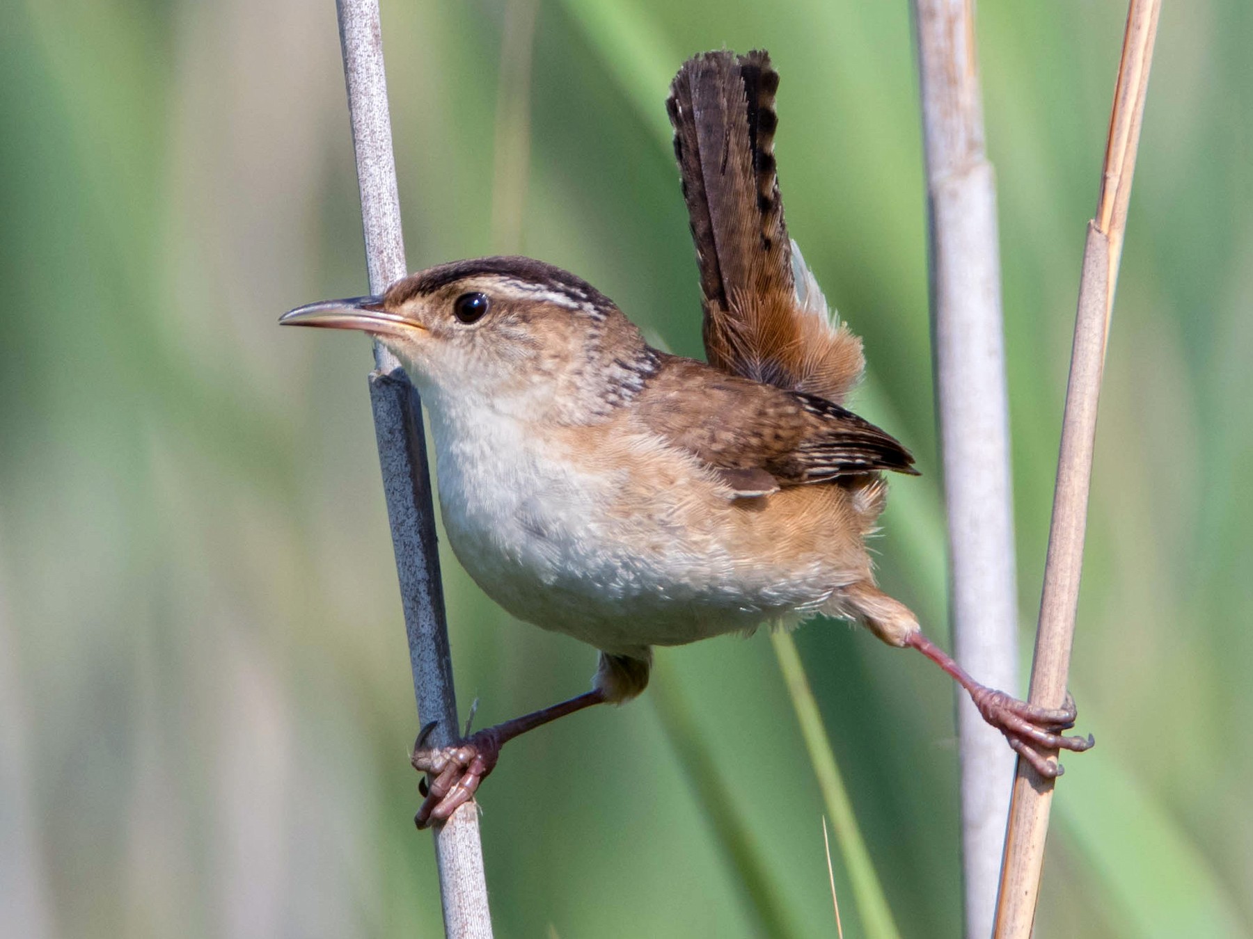 Marsh Wren - eBird