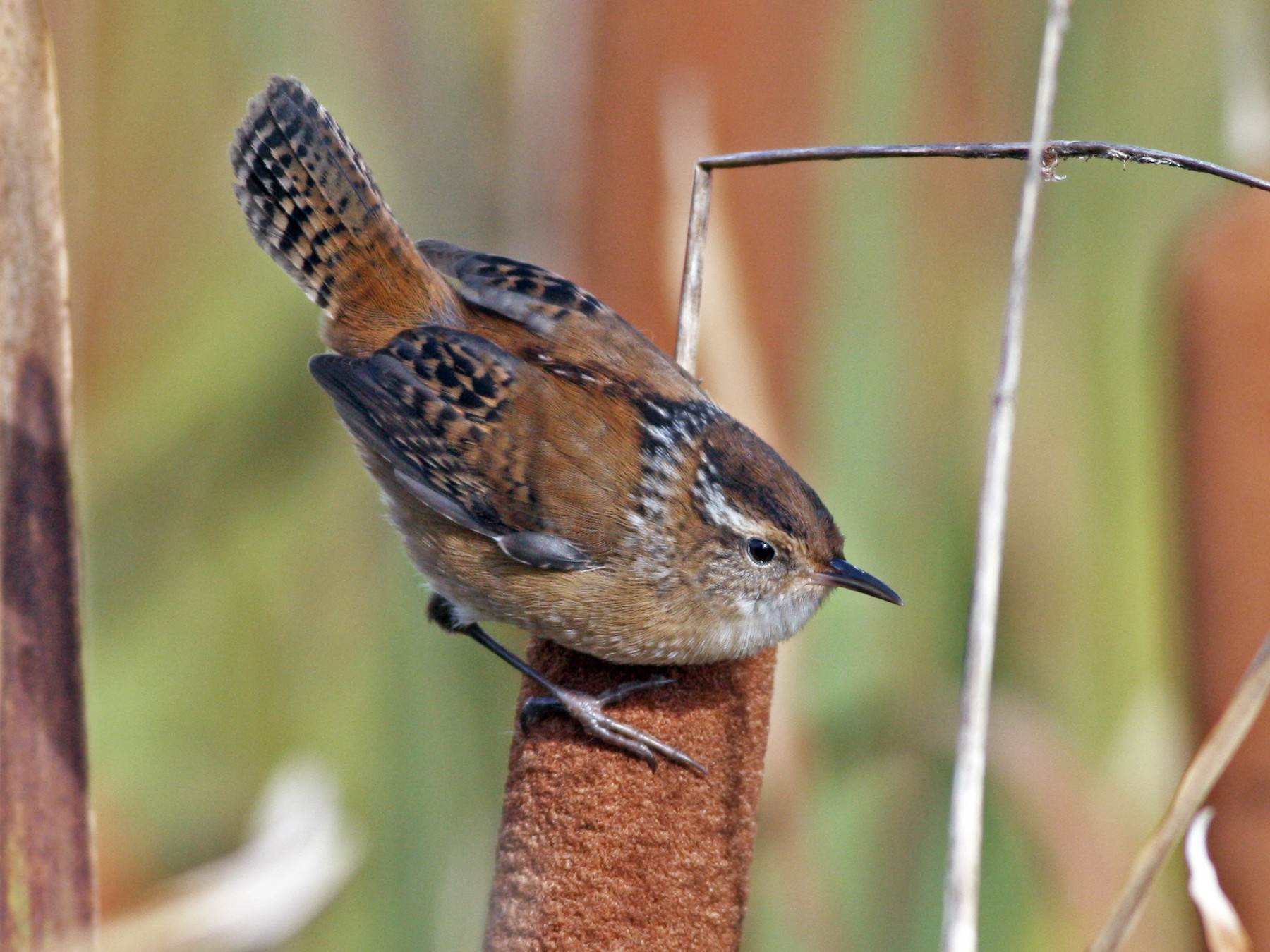 Marsh Wren - eBird