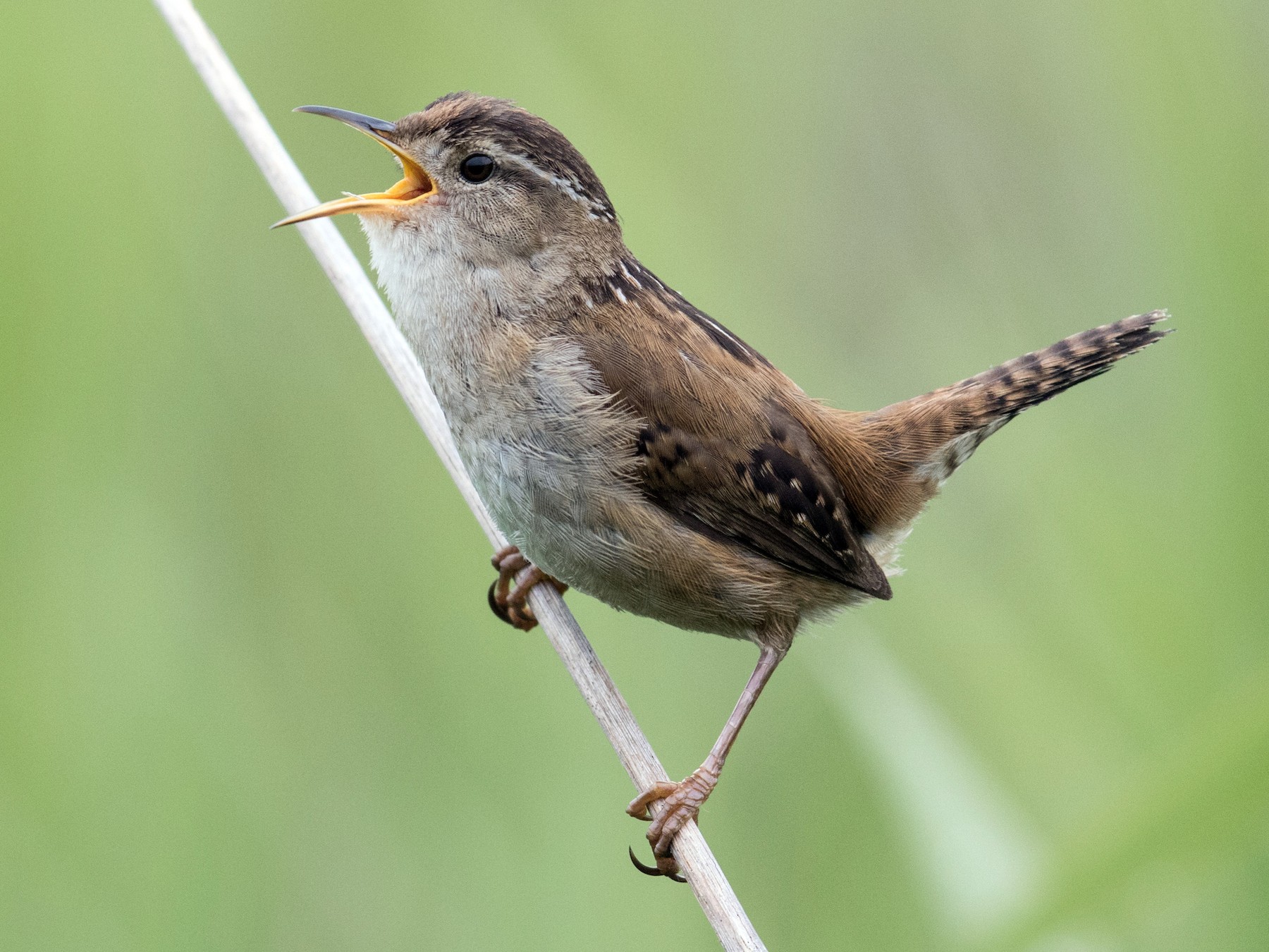 Marsh Wren - eBird