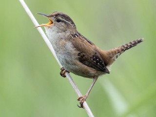 Marsh Wren - eBird