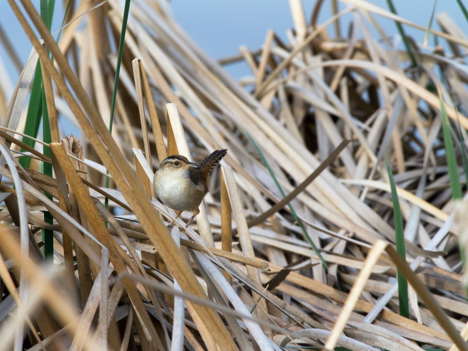 Marsh Wren - eBird