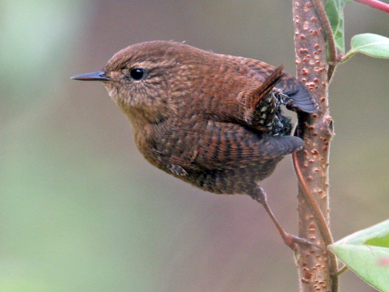 Winter Wren - eBird