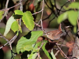 Winter Wren - eBird