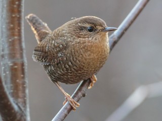 Winter Wren - eBird