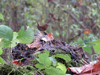 Pacific Wren - eBird