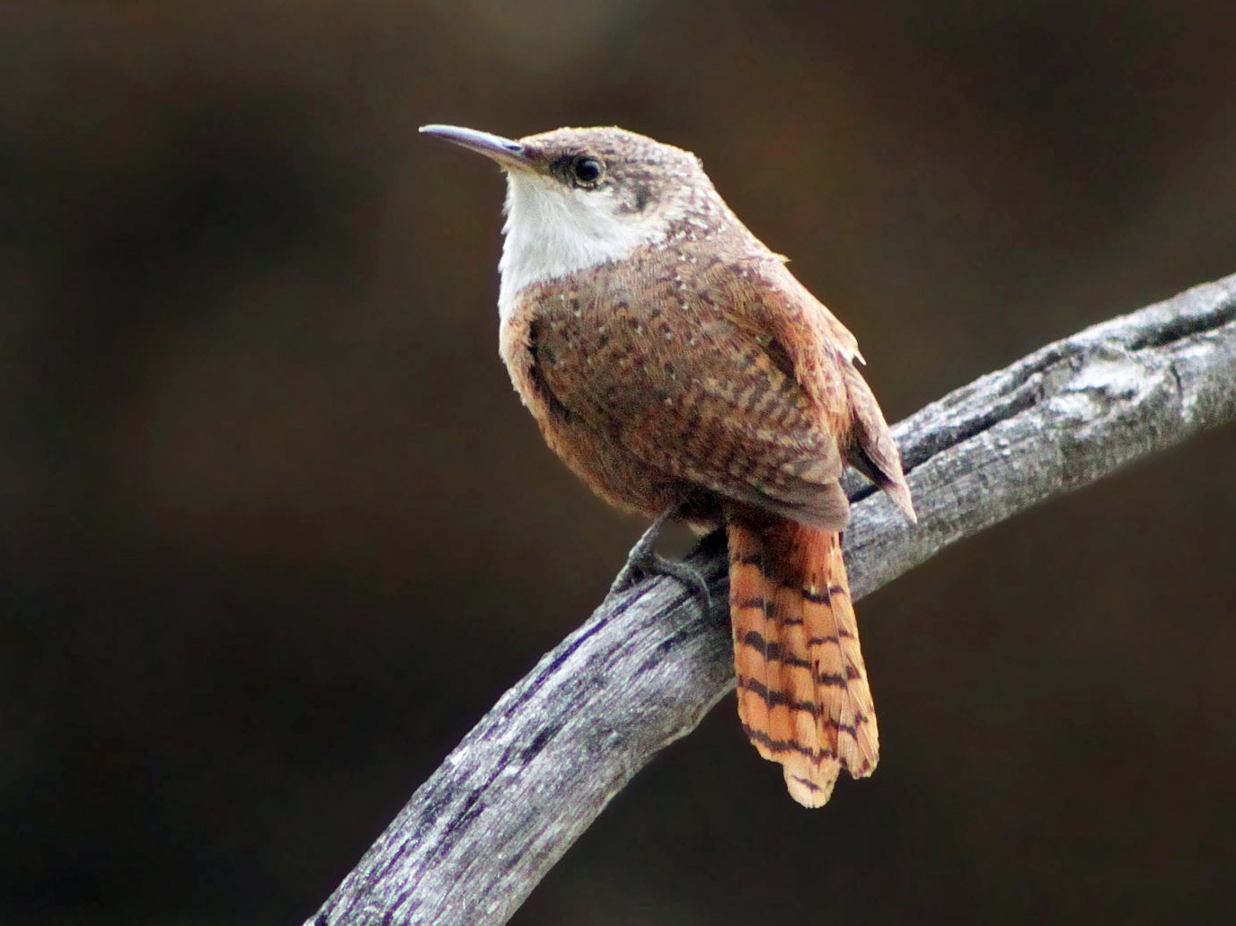 Canyon Wren - eBird