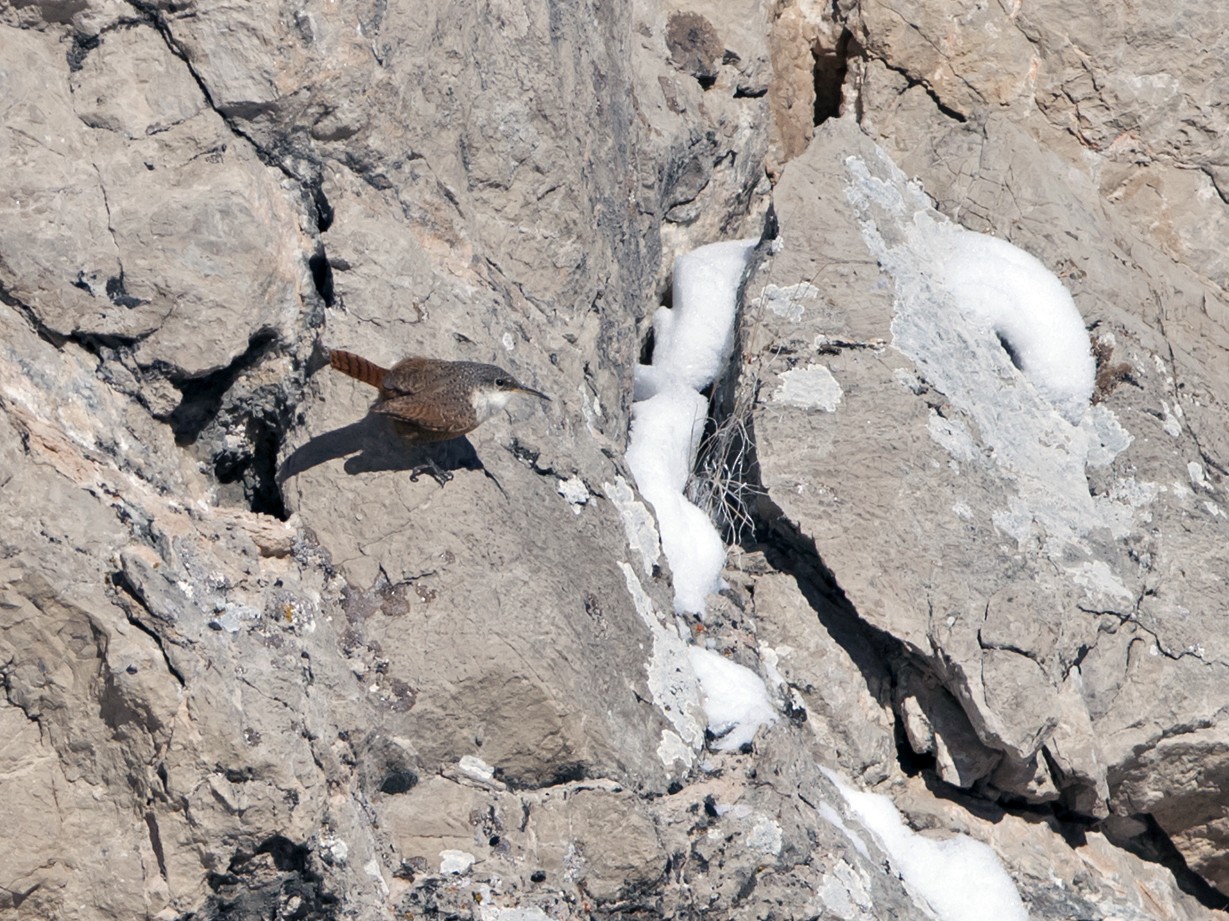 Canyon Wren - eBird