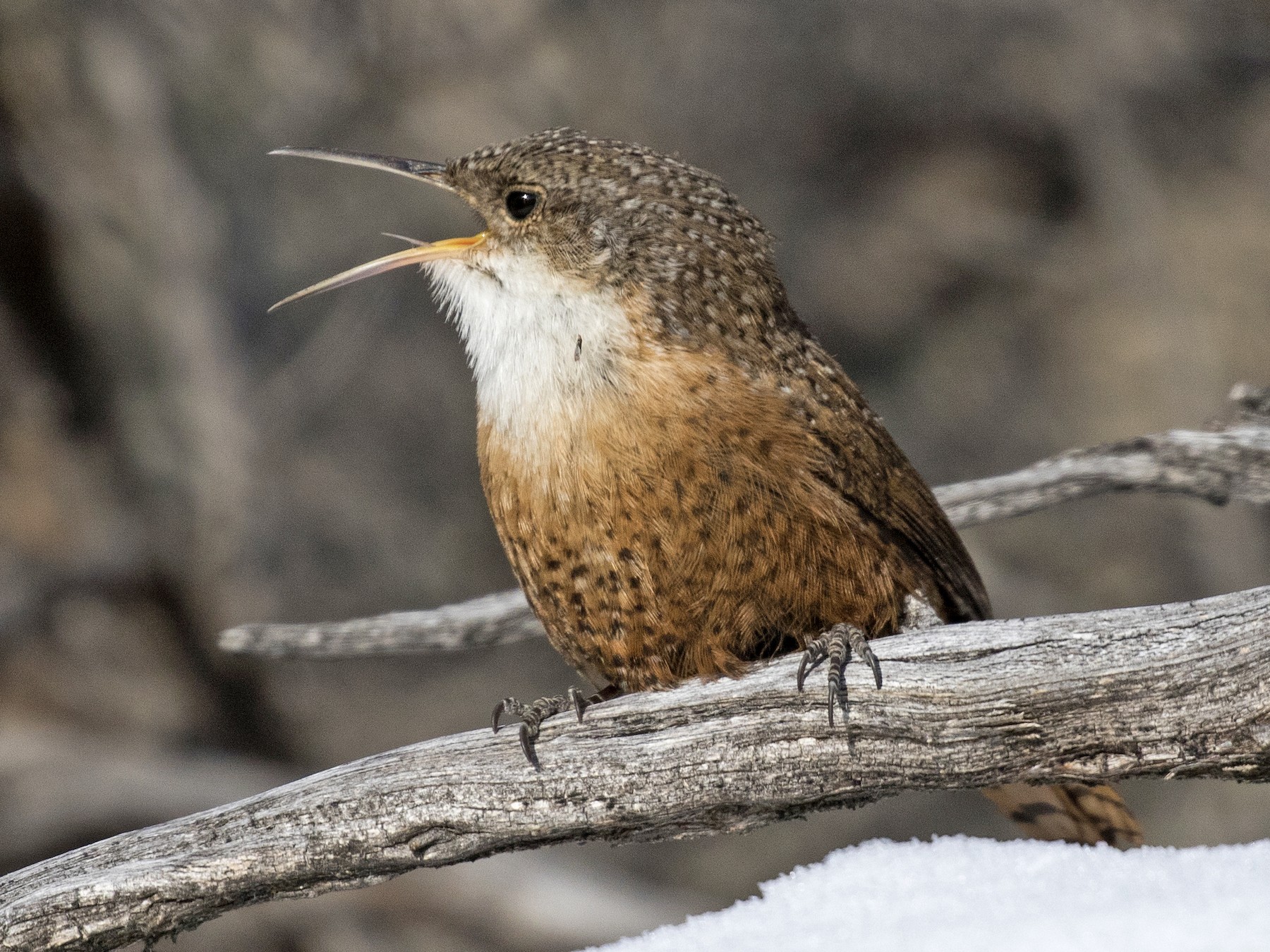 Canyon Wren - eBird