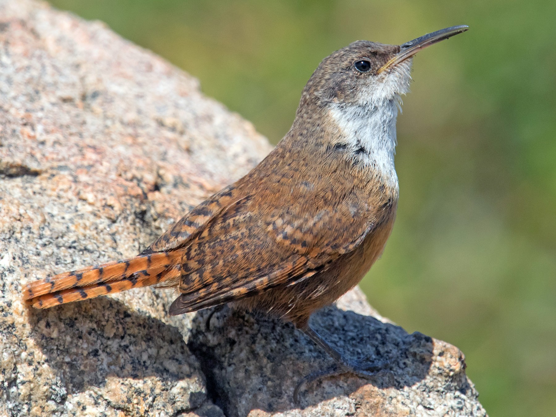 Canyon Wren - eBird