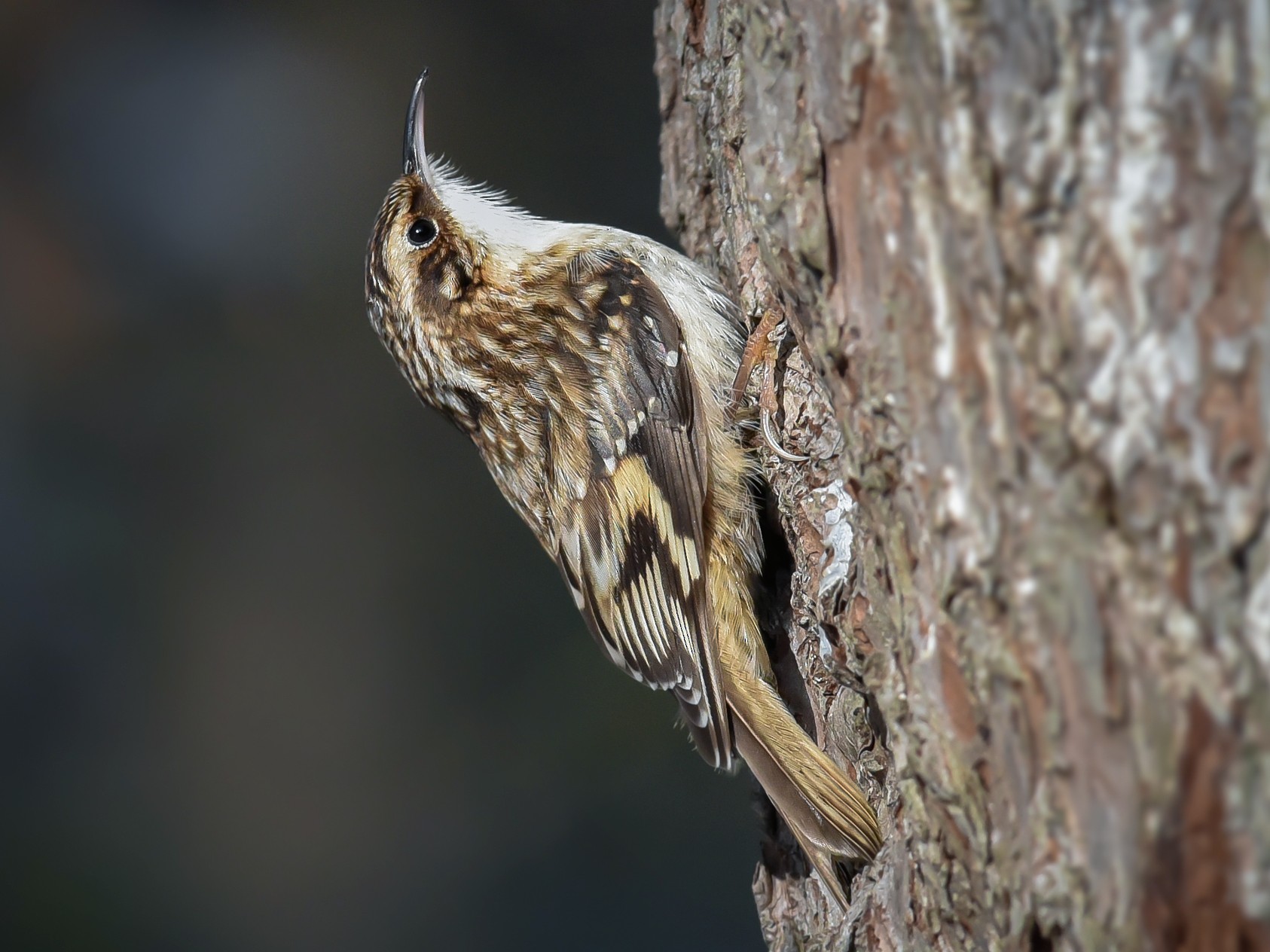Brown Creeper - eBird