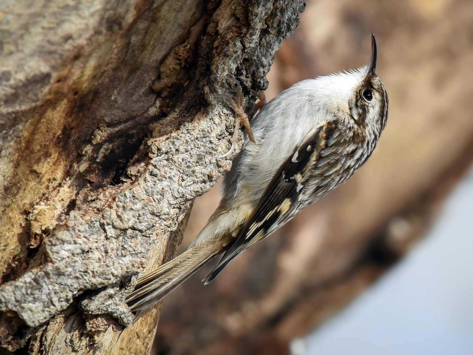 Brown Creeper - eBird