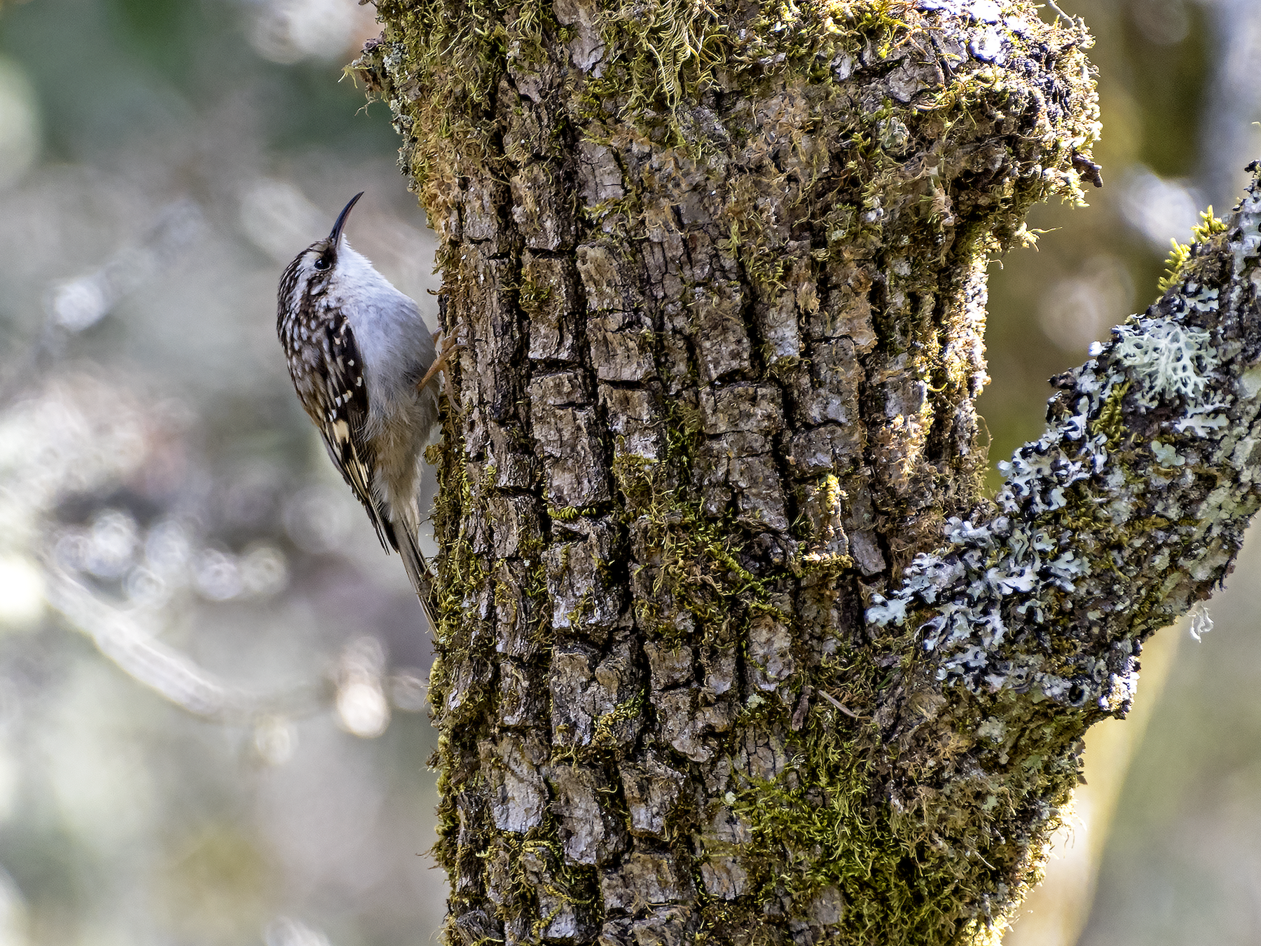 Brown Creeper - eBird