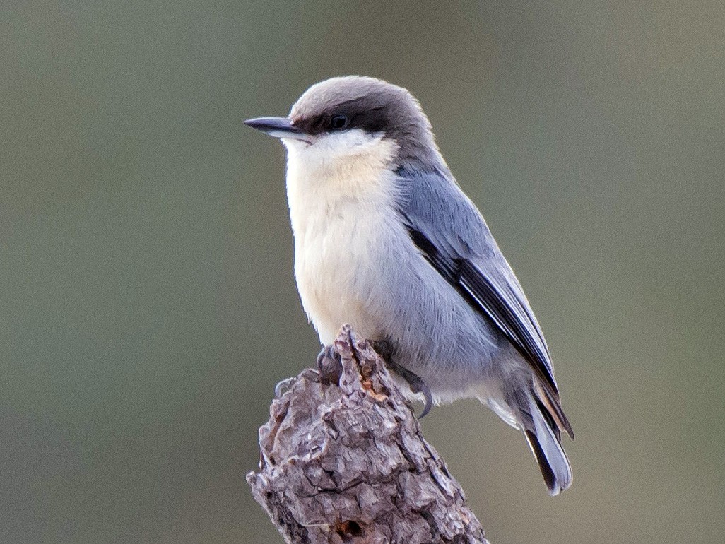 Pygmy Nuthatch - eBird