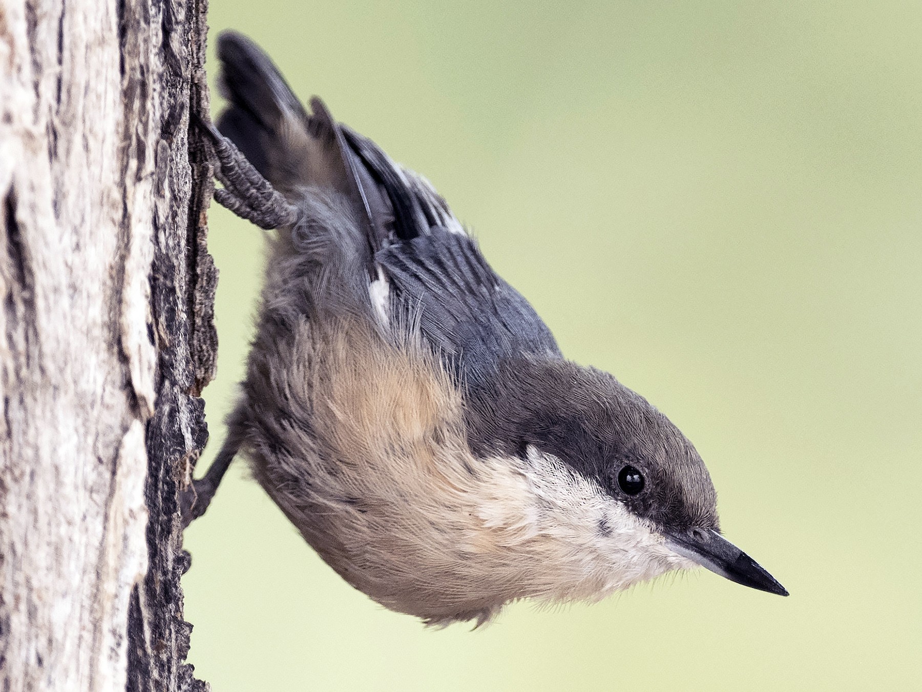Pygmy Nuthatch - eBird