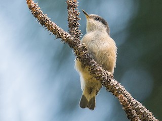Pygmy Nuthatch - eBird