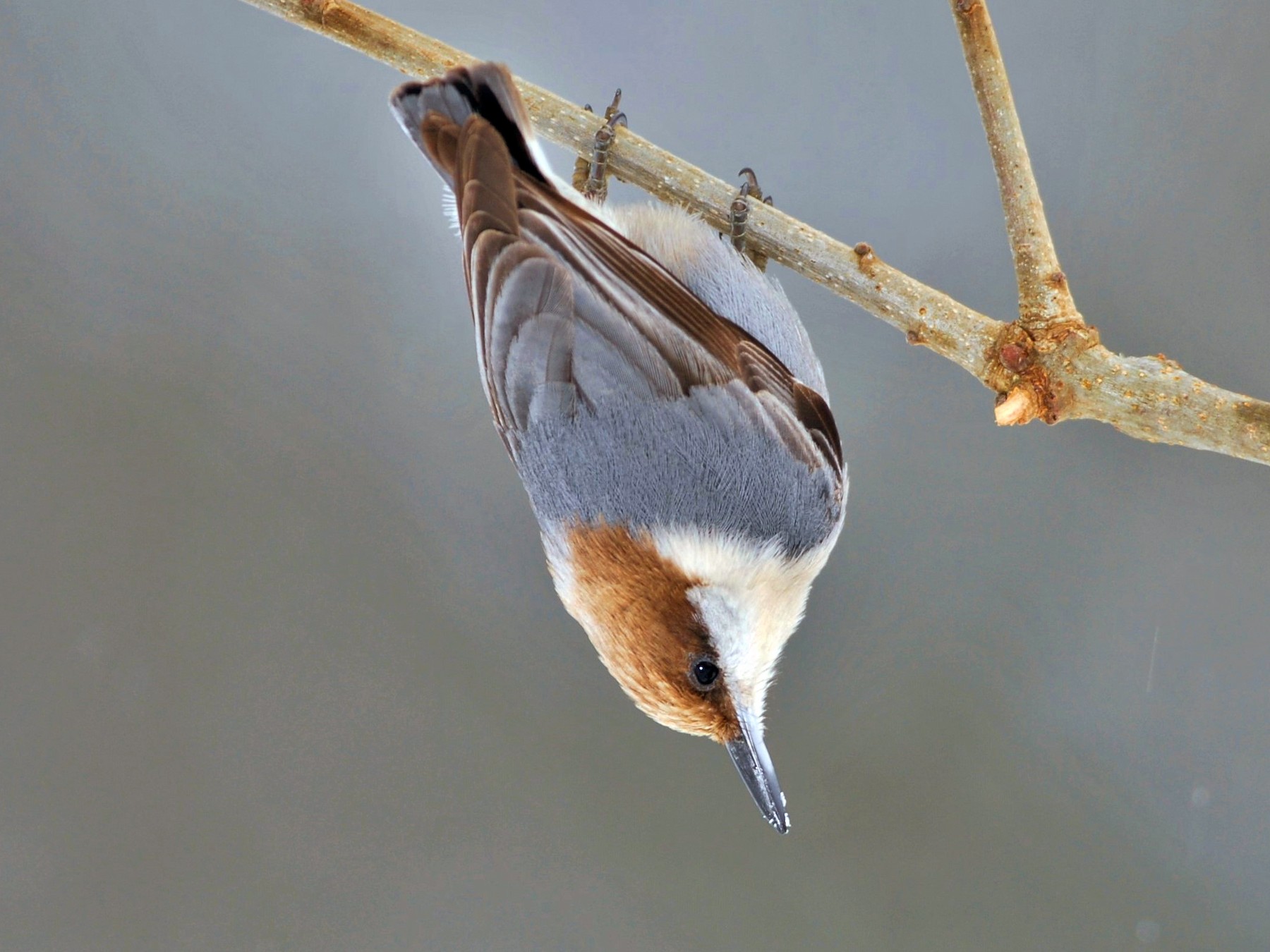 Brown-headed Nuthatch - eBird