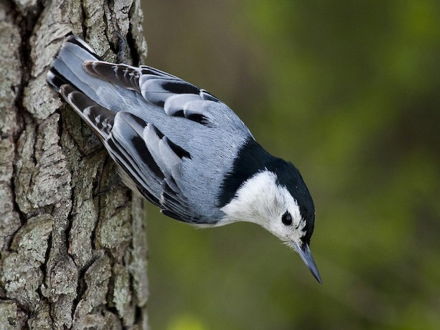 White Breasted Nuthatch Female