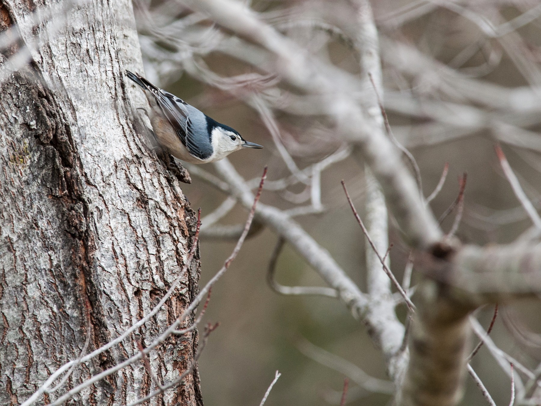 White-breasted Nuthatch - eBird